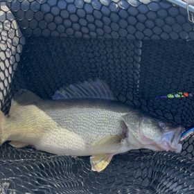 Lake Erie Walleye Lures "Weapons" | Walleye Sport